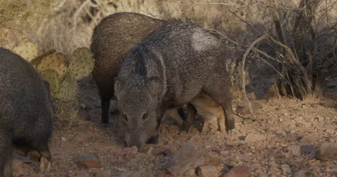 Javelina Stock Video Footage | Royalty Free Javelina Videos | Pond5
