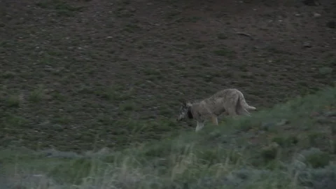 Collared Wolf on Grassy Knoll in Yellows... | Stock Video | Pond5
