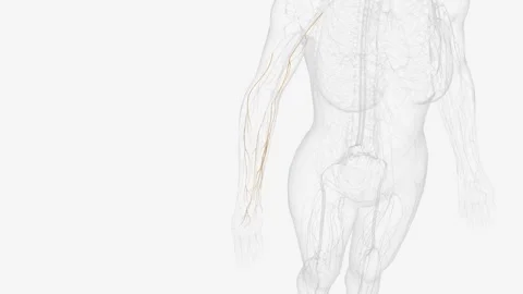 Collateral branches of terminal right br... | Stock Video | Pond5