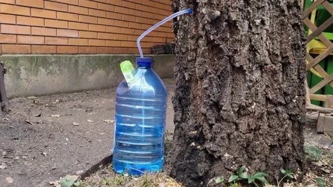 collect birch sap juice, birch tapping f... | Stock Video | Pond5