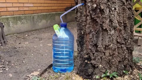 collect birch sap juice, birch tapping f... | Stock Video | Pond5