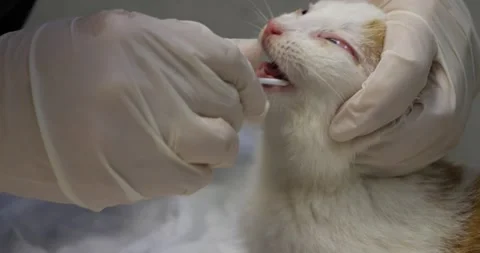 Collecting saliva from a kitten using a ... | Stock Video | Pond5