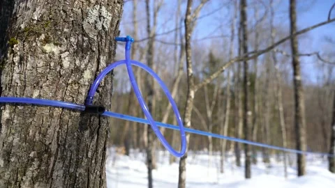 Collecting sap using a modern tubing map... | Stock Video | Pond5
