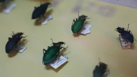 Collection of dried dead beetles, bugs d... | Stock Video | Pond5