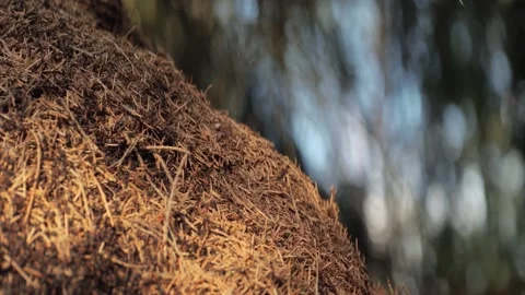 A collective of ants forms an anthill. A... | Stock Video | Pond5