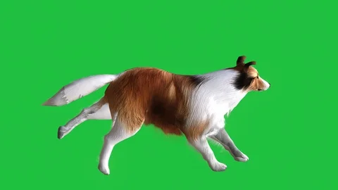 Animated Dog Run Stock Videos – Royalty-Free HD & 4K Videos | Pond5