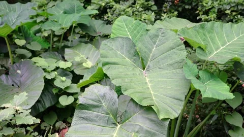 Colocasia esculenta, taro or Elephant ea... | Stock Video | Pond5