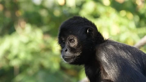 Colombian spider monkey on tree slow mot... | Stock Video | Pond5