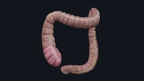 The colon is also known as the large bow... | Stock Video | Pond5