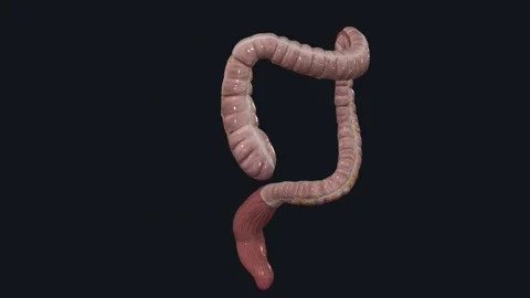 The colon, which forms most of the large... | Stock Video | Pond5