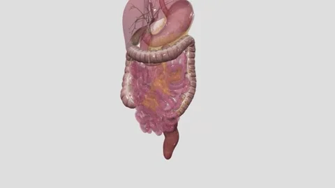 The colon, which forms most of the large... | Stock Video | Pond5