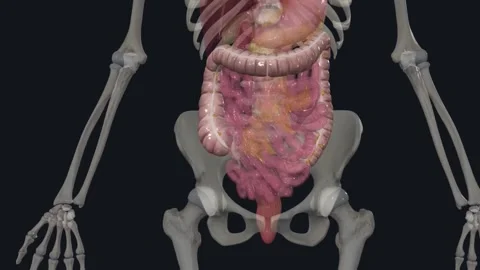 The colon, which forms most of the large... | Stock Video | Pond5