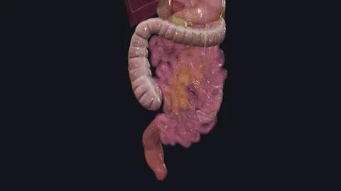 The colon, which forms most of the large... | Stock Video | Pond5