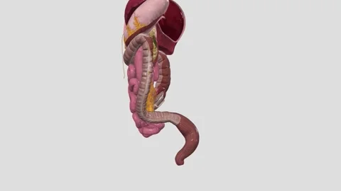 The colon, which forms most of the large... | Stock Video | Pond5
