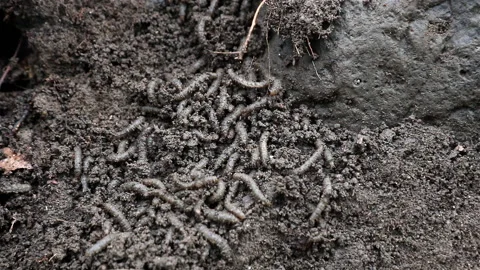 Colonies of larvae underground. A many w... | Stock Video | Pond5