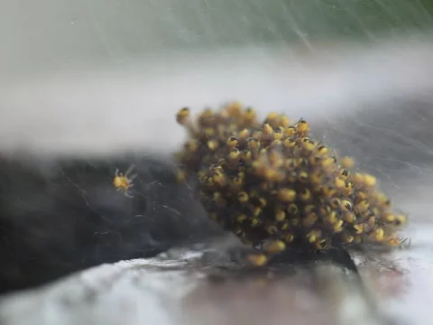 Brown Recluse Spider Stock Video Footage | Royalty Free Brown Recluse ...