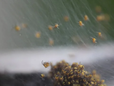 Brown Recluse Spider Stock Video Footage | Royalty Free Brown Recluse ...