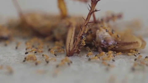 A colony of ants eats a dead cockroach a... | Stock Video | Pond5