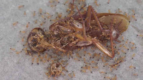 A colony of ants eats a dead cockroach a... | Stock Video | Pond5
