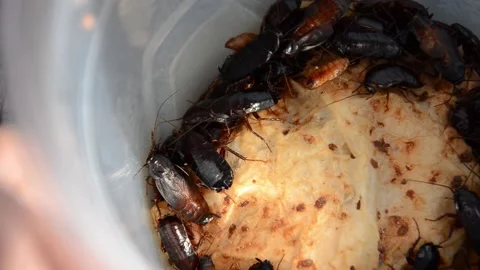 Colony of cockroaches crawling on apple ... | Stock Video | Pond5