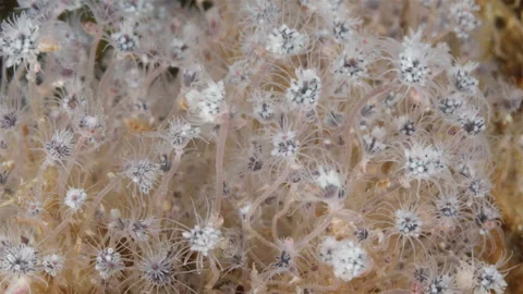 Colony hydrozoa Ectopleura larynx or Tub... | Stock Video | Pond5