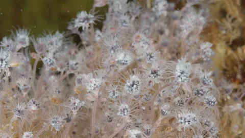 Colony hydrozoa Ectopleura larynx or Tub... | Stock Video | Pond5