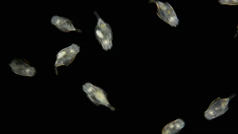 The colony of plankton rotifers Rotifera | Stock Video | Pond5