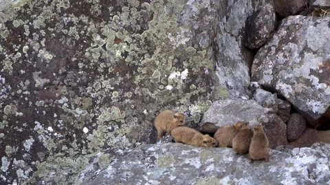 Hyrax Stock Footage ~ Royalty Free Stock Videos | Pond5