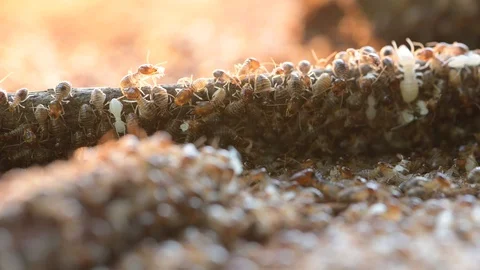 Colony Of Termite, Termites eat wood ,te... | Stock Video | Pond5