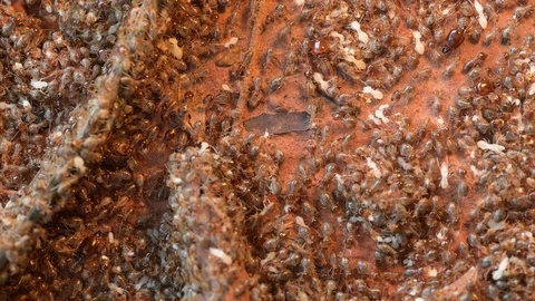 Colony Of Termite, Termites eat wood ,te... | Stock Video | Pond5