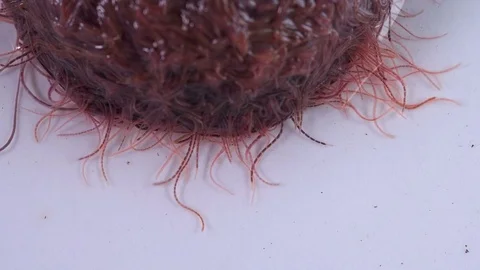 A colony of Tubifex worms, the Naididae ... | Stock Video | Pond5