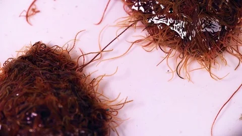 A colony of Tubifex worms, the Naididae ... | Stock Video | Pond5