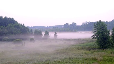 Spread Pink P Stock Videos – Royalty-Free HD & 4K Videos