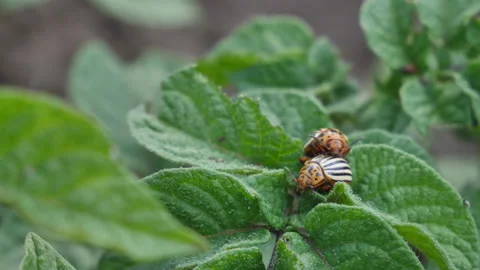 Colorado potato beetles mate on green po... | Stock Video | Pond5