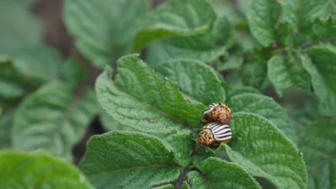Colorado potato beetles mate on green po... | Stock Video | Pond5