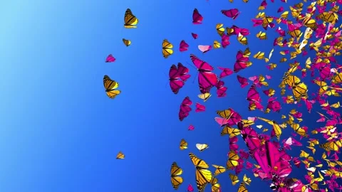 Butterfly Swarm Stock Videos – Royalty-Free HD & 4K Videos