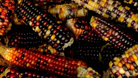 Colored corn cobs.Multicolored corn back... | Stock Video | Pond5