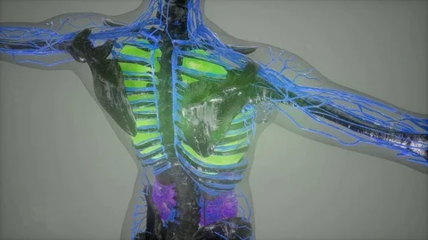 colored Human Internal organs scan | Stock Video | Pond5