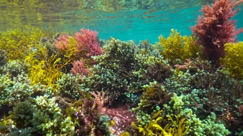Colorful algae in the ocean under water ... | Stock Video | Pond5