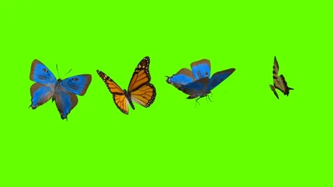 Animation Butterfly No Background Stock Video Footage | Royalty Free ...