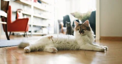 Missing Around Stock Videos – Royalty-Free HD & 4K Videos