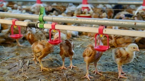 Chicken Nipple Waterer Stock Videos – Royalty-Free HD & 4K Videos | Pond5
