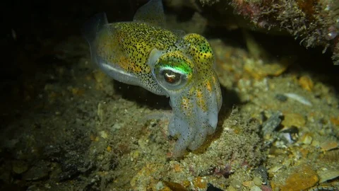 Colorful cuttlefish - Southern dumpling ... | Stock Video | Pond5