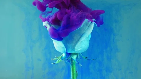 Colorful drop falling on a beautiful ros... | Stock Video | Pond5