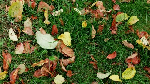 Colorful fall apple leaves on a backgrou... | Stock Video | Pond5