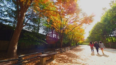 Colorful Fall foliage trees in the Seoul... | Stock Video | Pond5