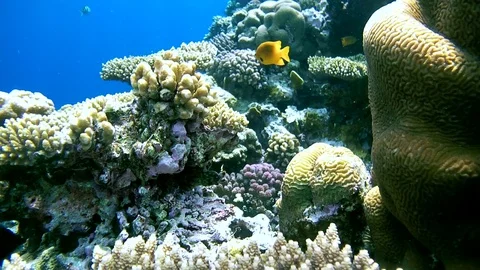 colorful fish hiding inside the beautifu... | Stock Video | Pond5