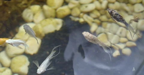 Colorful fish in the tank.Freshwater aqu... | Stock Video | Pond5