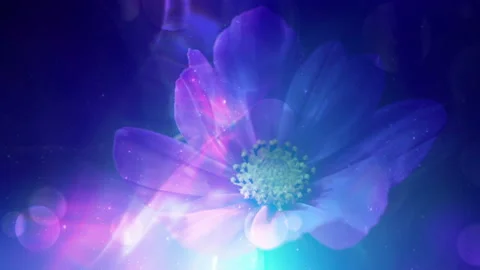 Floral Background Stock Videos – Royalty-Free HD & 4K Videos | Pond5