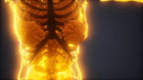 Colorful Human Body animation showing bo... | Stock Video | Pond5